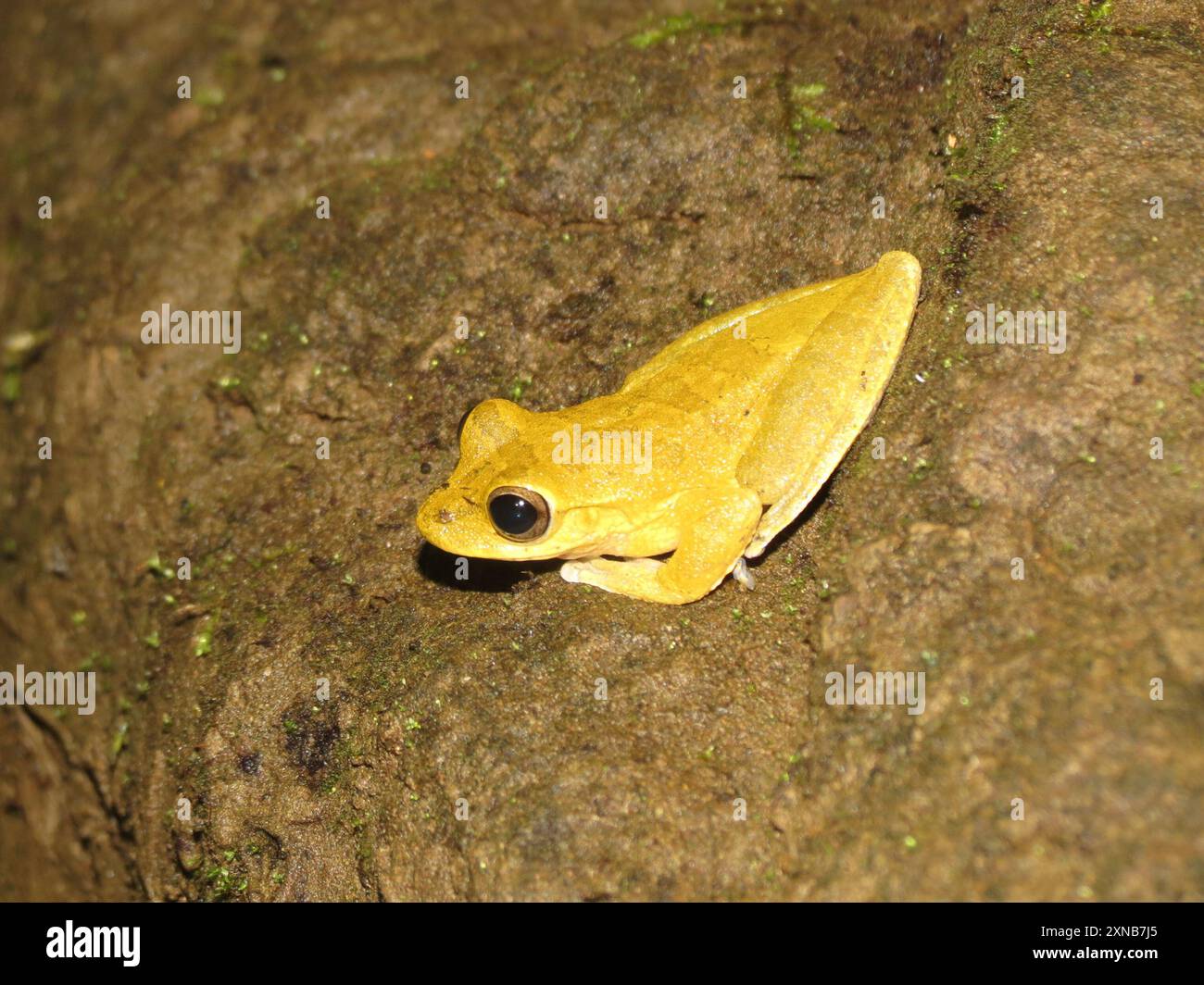 Drab tree frog hi-res stock photography and images - Alamy