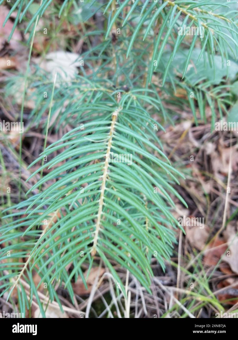 white fir (Abies concolor) Plantae Stock Photo - Alamy