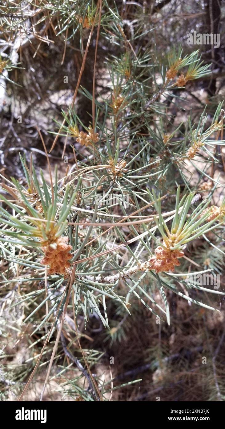 singleleaf pinyon (Pinus monophylla) Plantae Stock Photo - Alamy