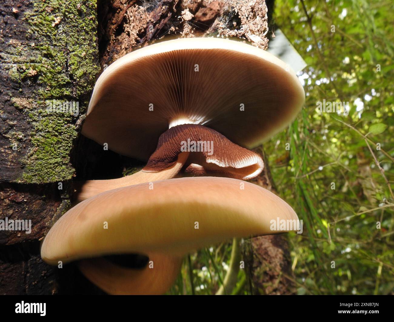 Cyclocybe parasitica hi-res stock photography and images - Alamy
