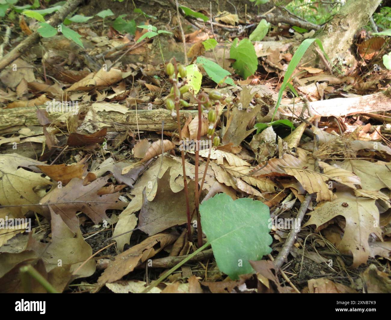 cleistogamous autumn coralroot (Corallorhiza odontorhiza odontorhiza ...