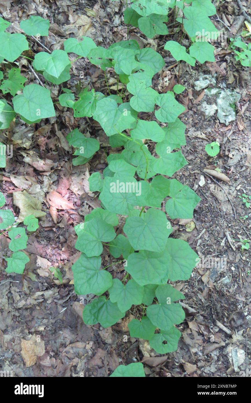moonseed (Menispermum canadense) Plantae Stock Photo - Alamy