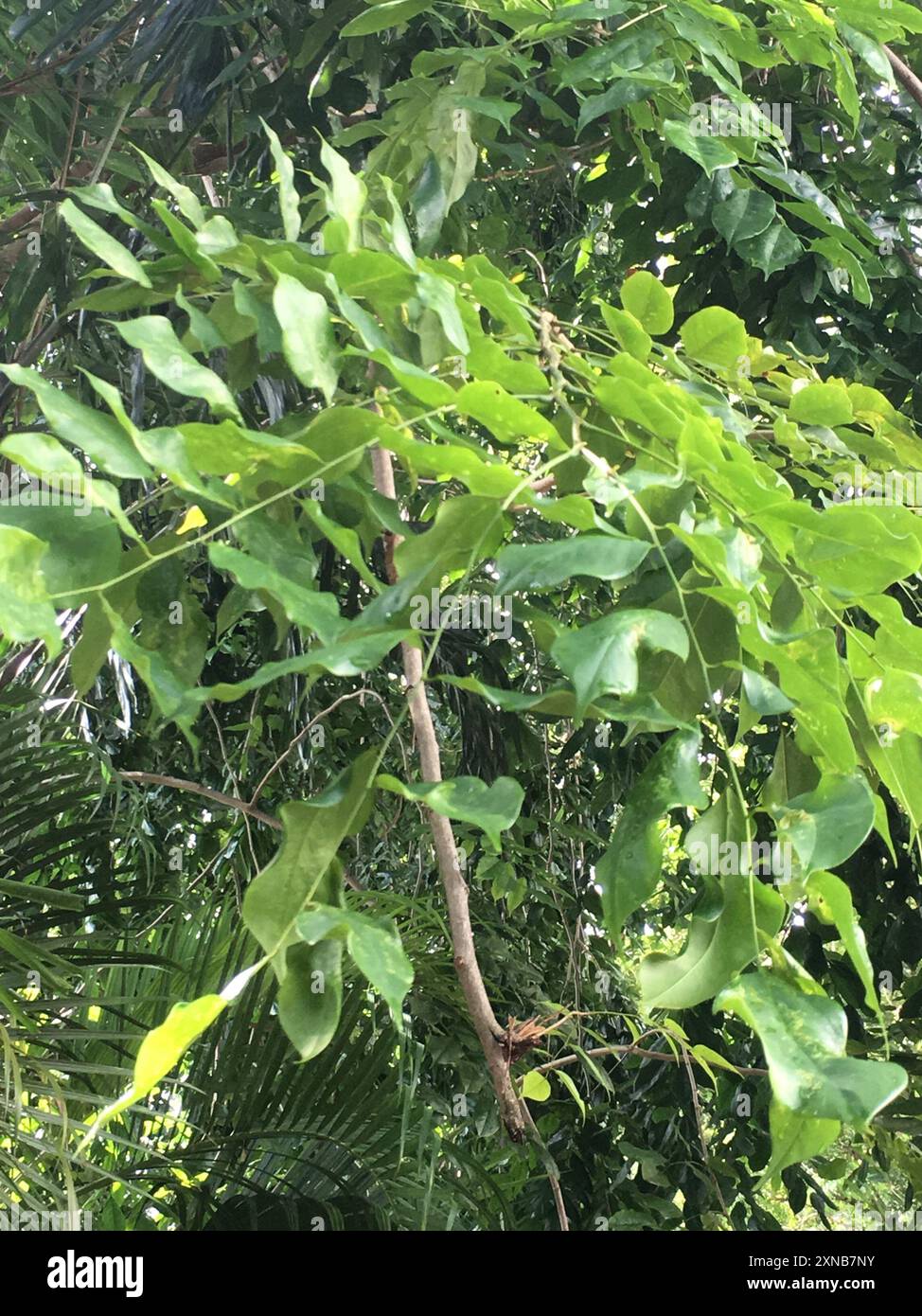 Burmese-Rosewood (Pterocarpus indicus) Plantae Stock Photo - Alamy