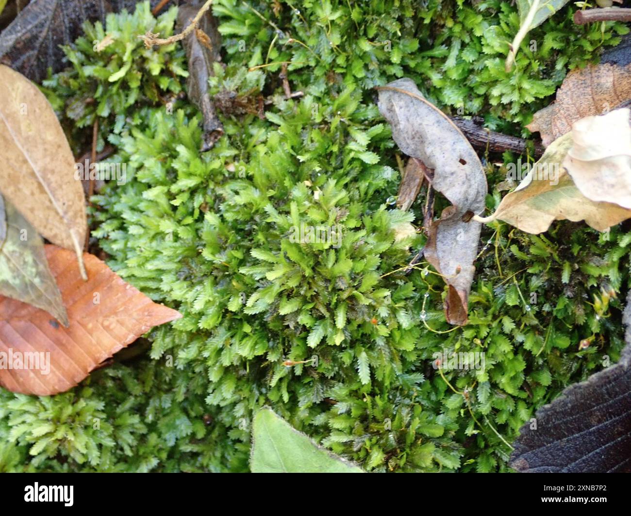 pocket mosses (Fissidens) Plantae Stock Photo - Alamy