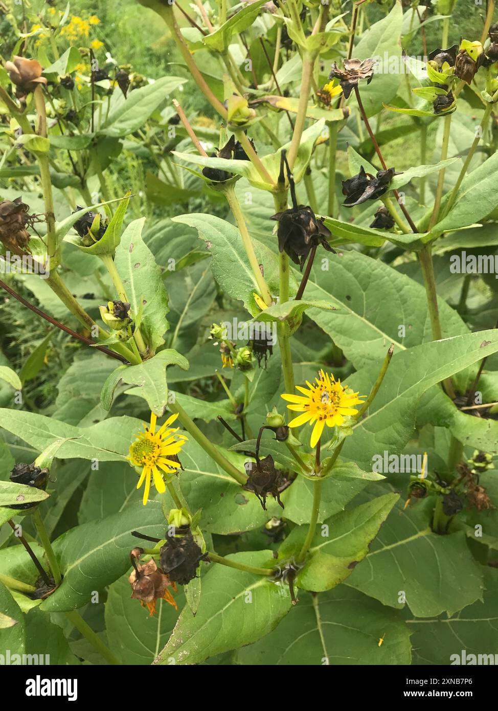 cup plant (Silphium perfoliatum) Plantae Stock Photo - Alamy