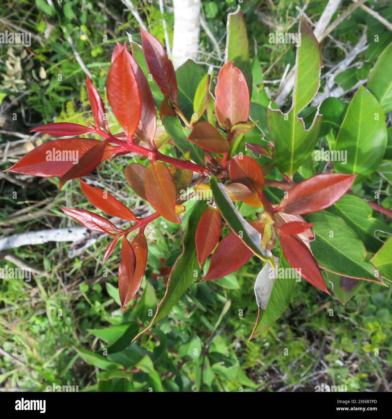 Bushmans poison hi-res stock photography and images - Alamy