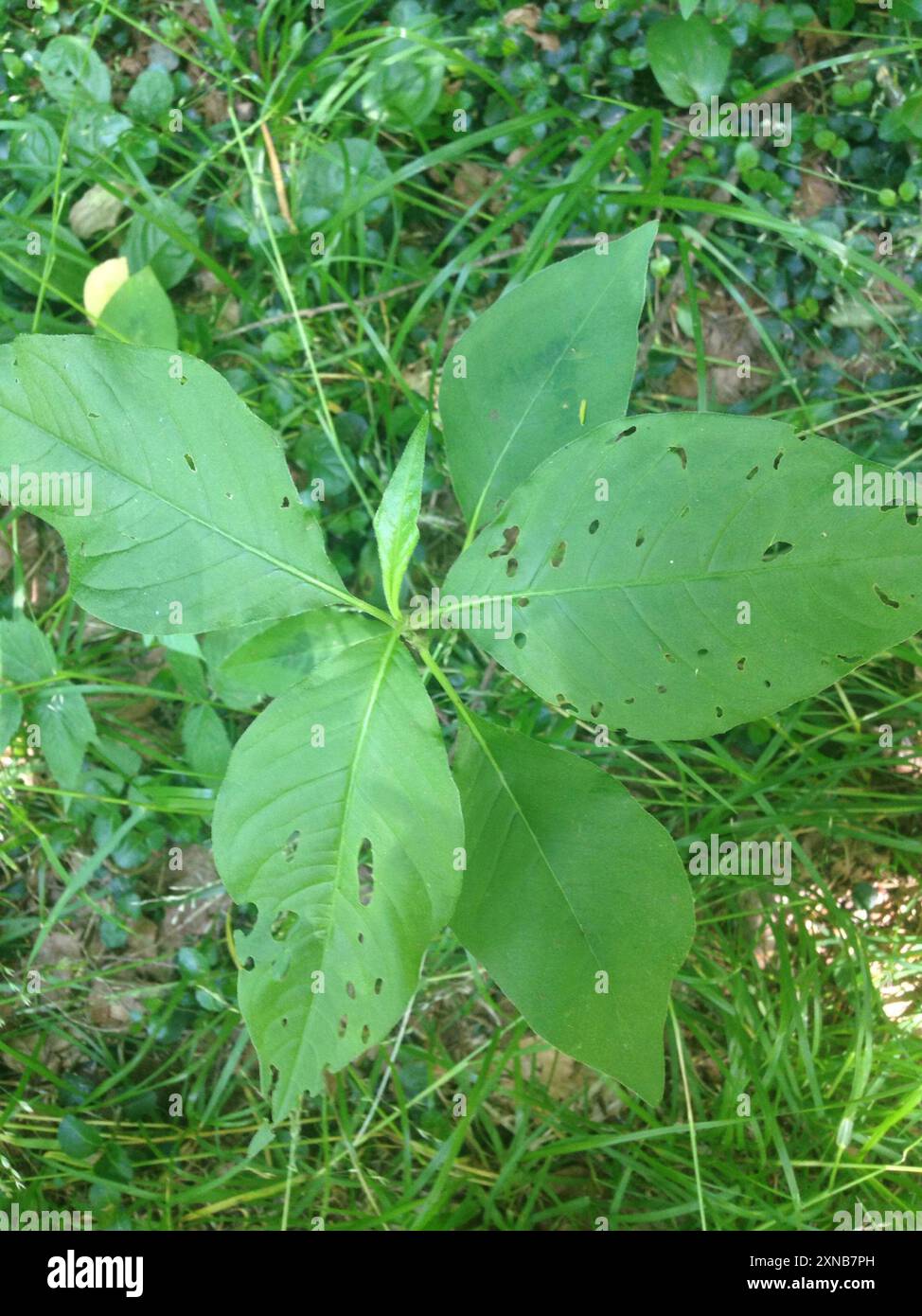 American jumpseed (Persicaria virginiana) Plantae Stock Photo - Alamy