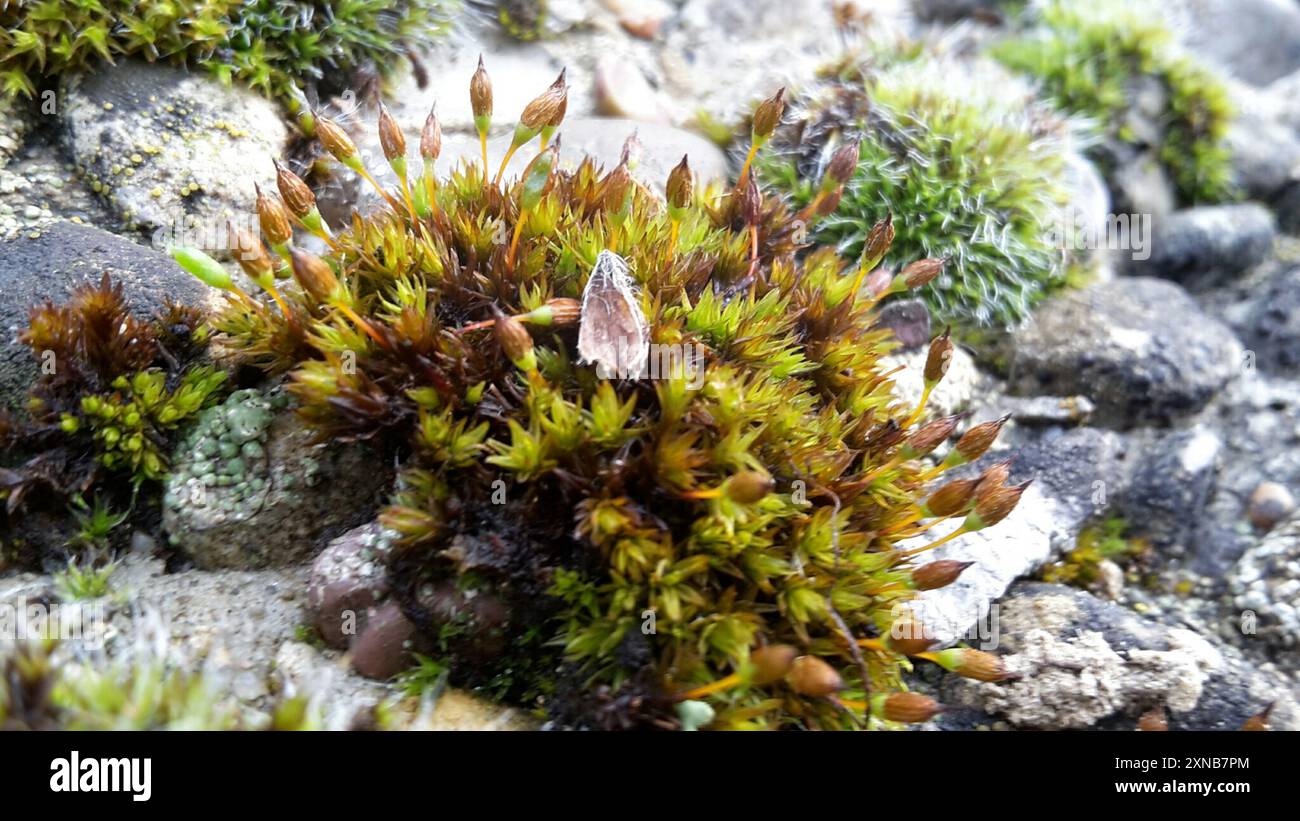 Anomalous Bristle-moss (Orthotrichum anomalum) Plantae Stock Photo - Alamy