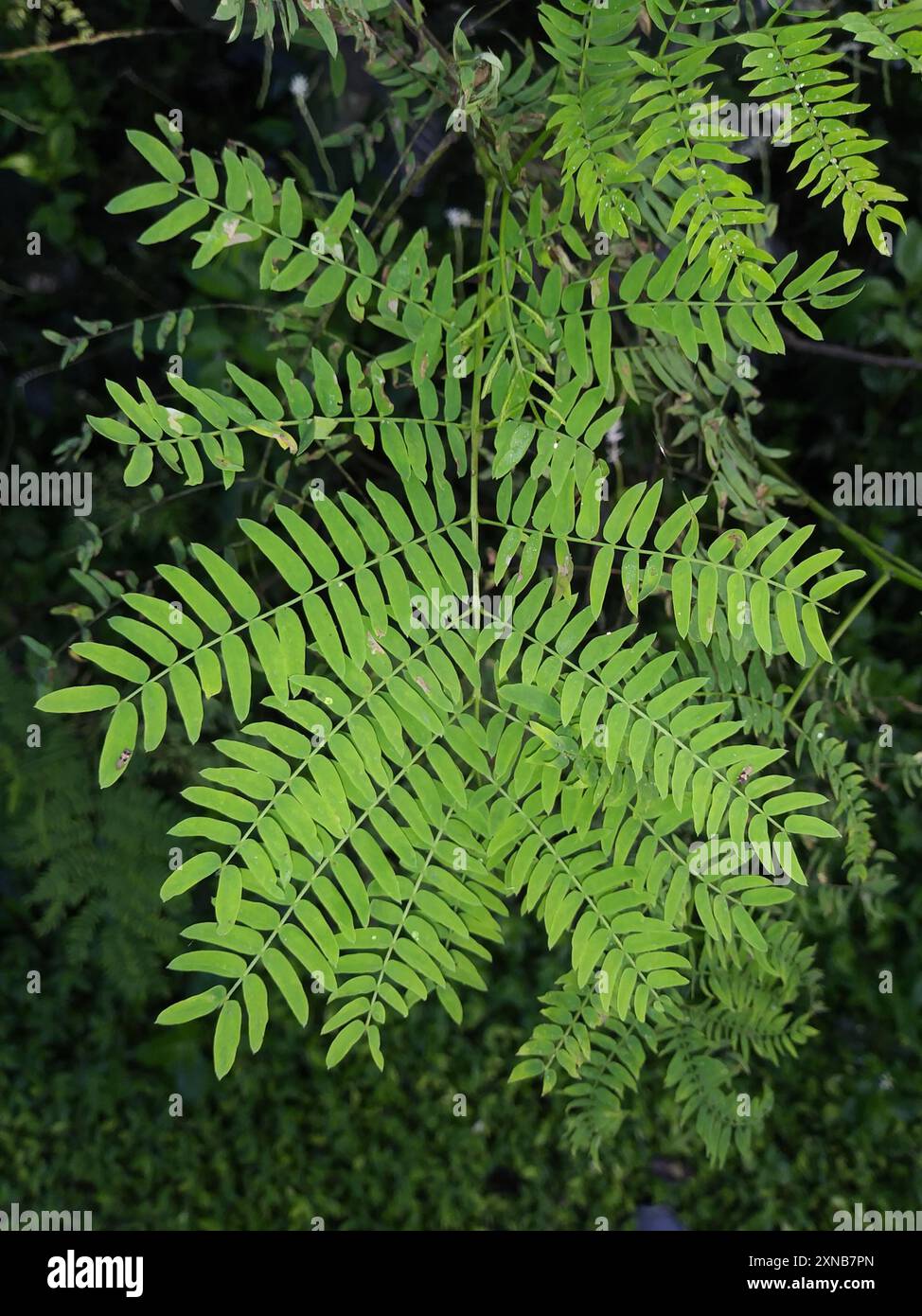 White leadtree (Leucaena leucocephala) Plantae Stock Photo - Alamy