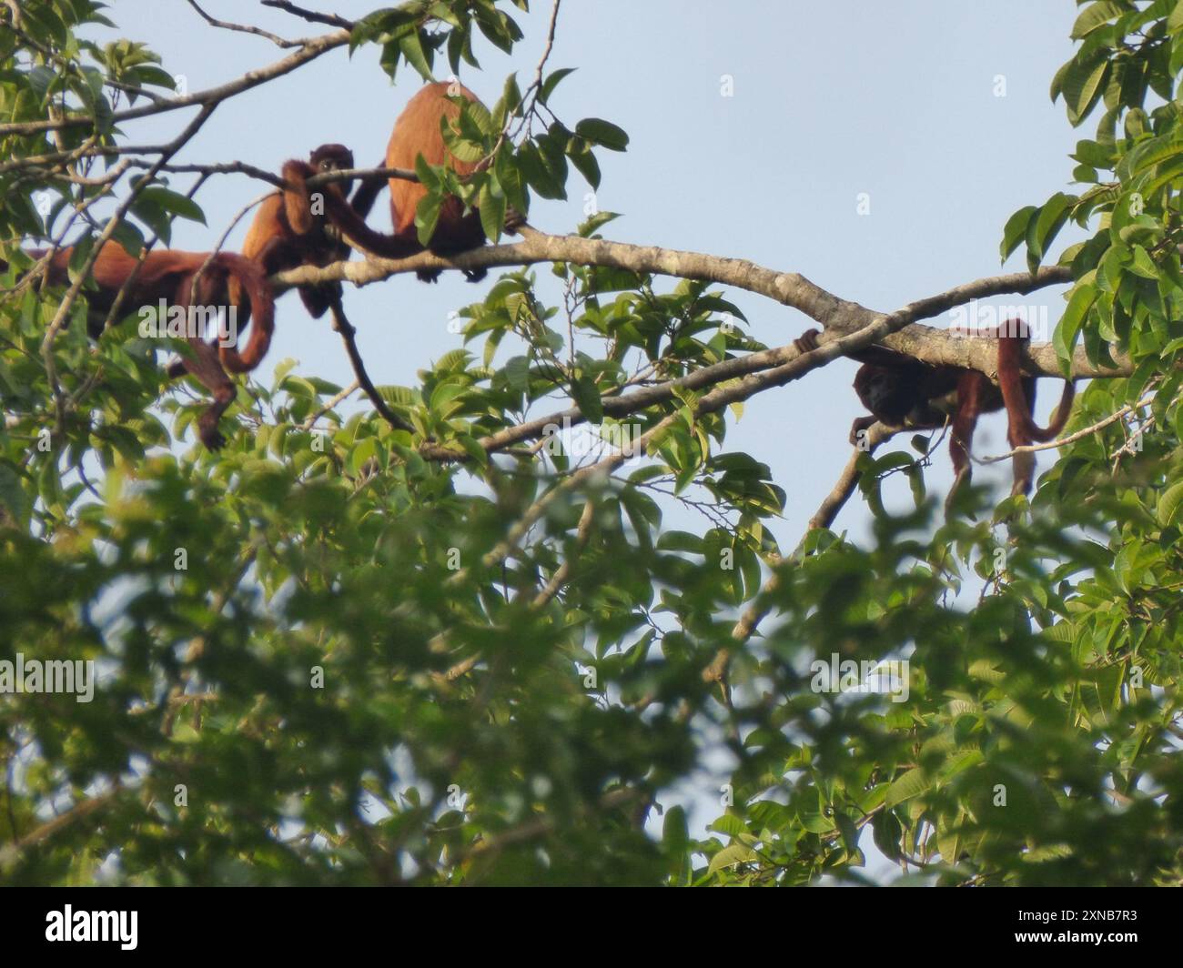 Colombian red howler monkey hi-res stock photography and images - Alamy