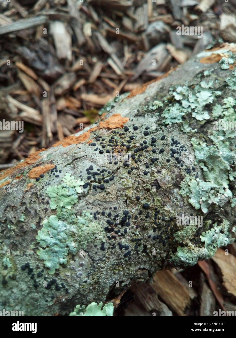 Common Button Lichen (Buellia erubescens) Fungi Stock Photo - Alamy
