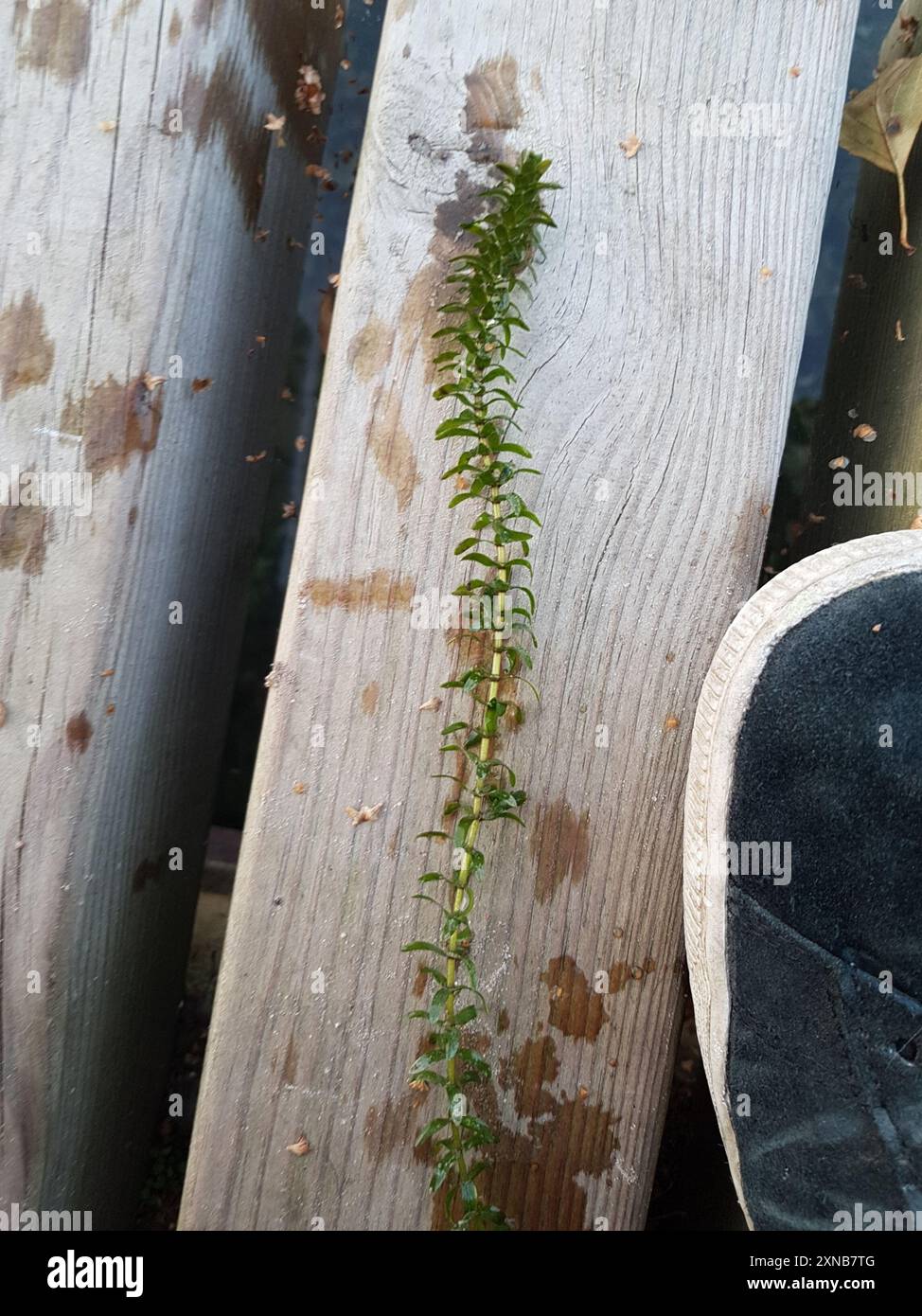 Canadian Waterweed (Elodea canadensis) Plantae Stock Photo - Alamy