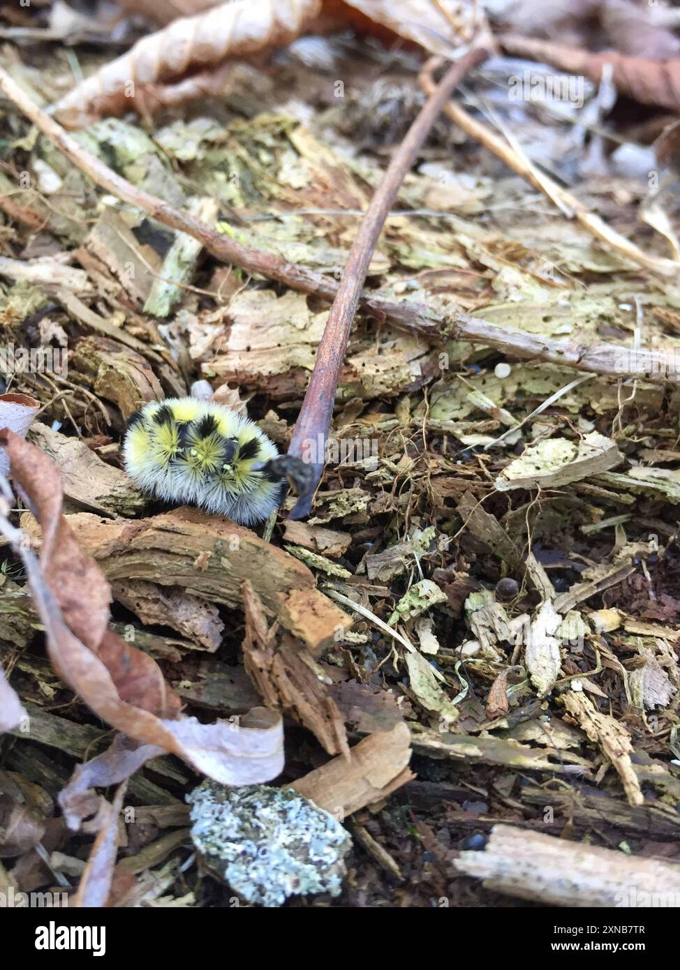 Virginia Ctenucha Moth (Ctenucha virginica) Insecta Stock Photo - Alamy