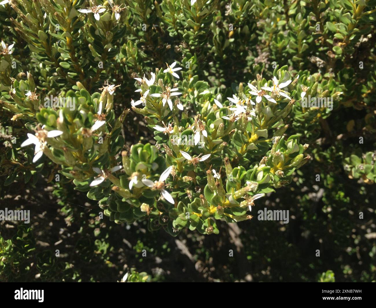 (Olearia nummulariifolia) Plantae Stock Photo - Alamy