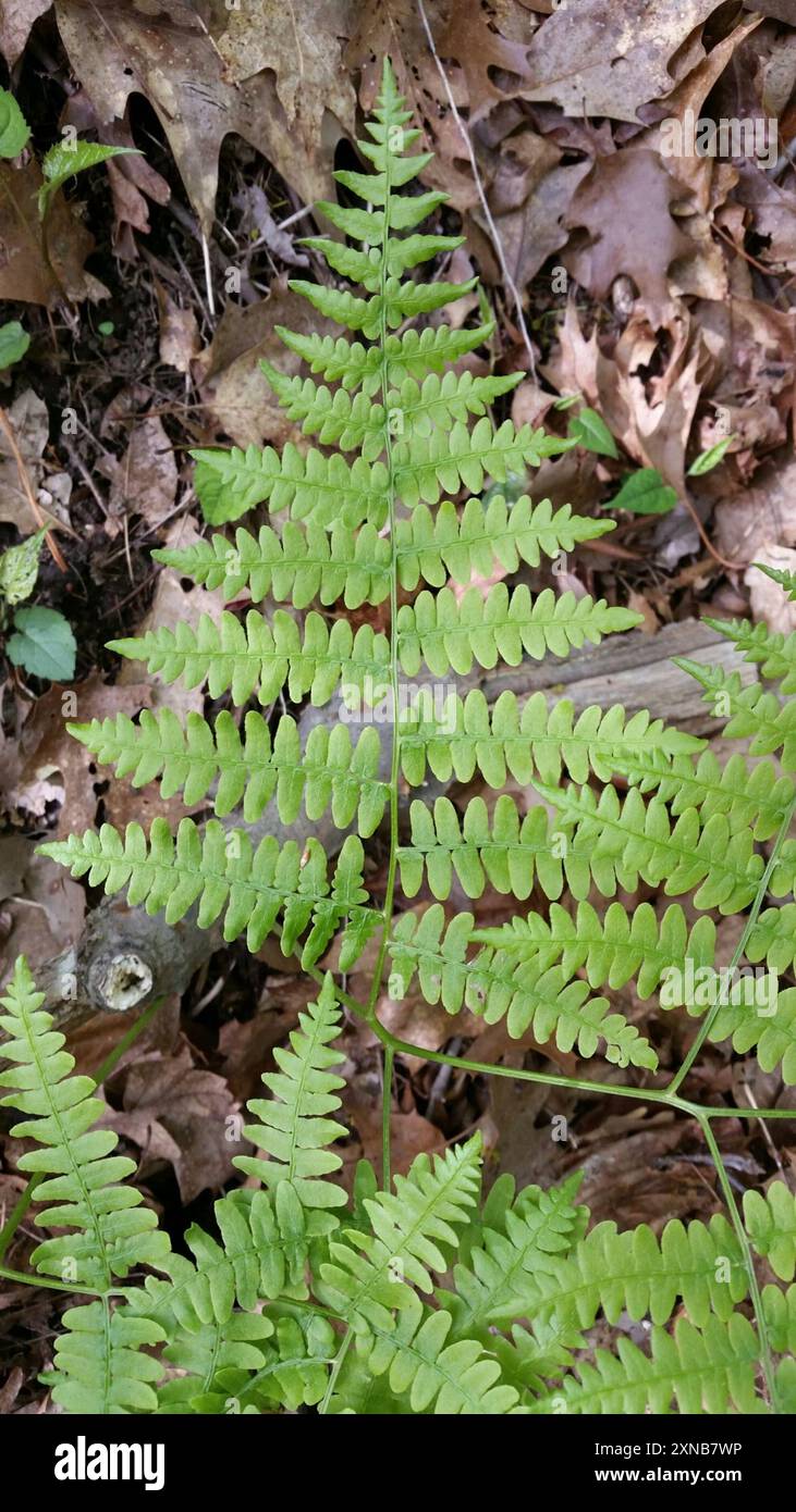 eagle fern (Pteridium aquilinum latiusculum) Plantae Stock Photo - Alamy