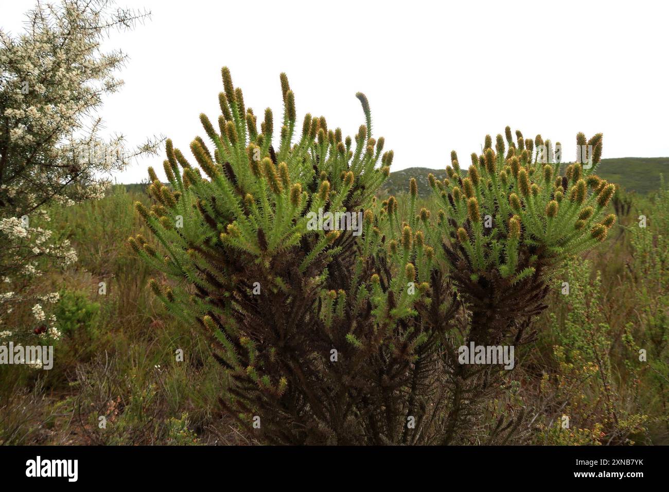 Foxy Slangbos (Stoebe alopecuroides) Plantae Stock Photo - Alamy