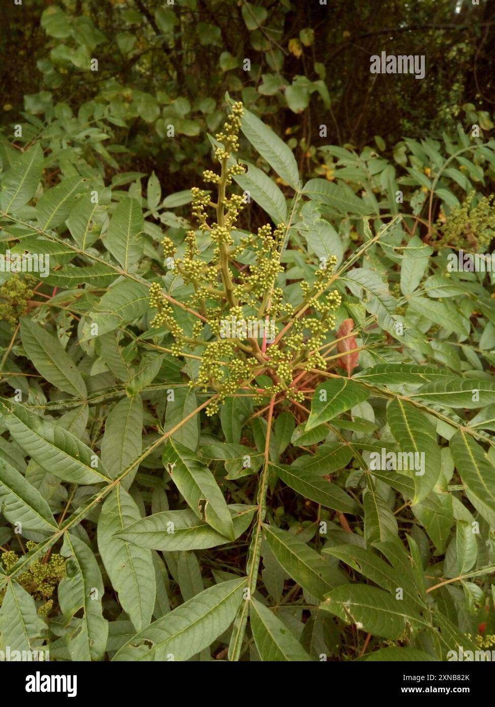 shining sumac (Rhus copallinum) Plantae Stock Photo - Alamy