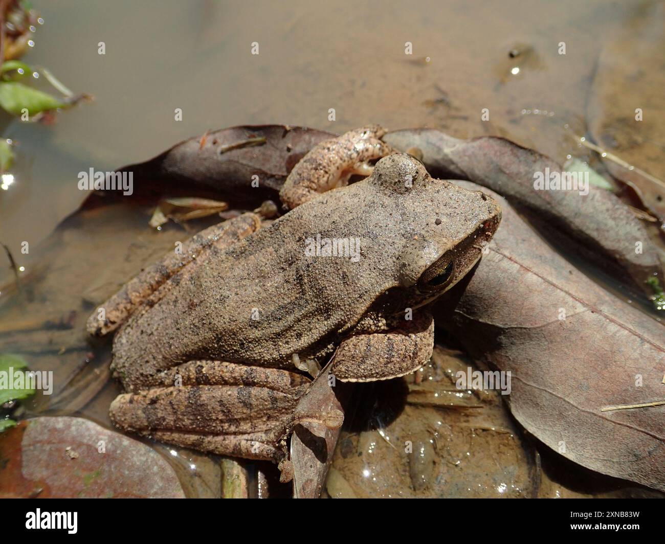 Spot-legged Tree Frog (Polypedates megacephalus) Amphibia Stock Photo ...