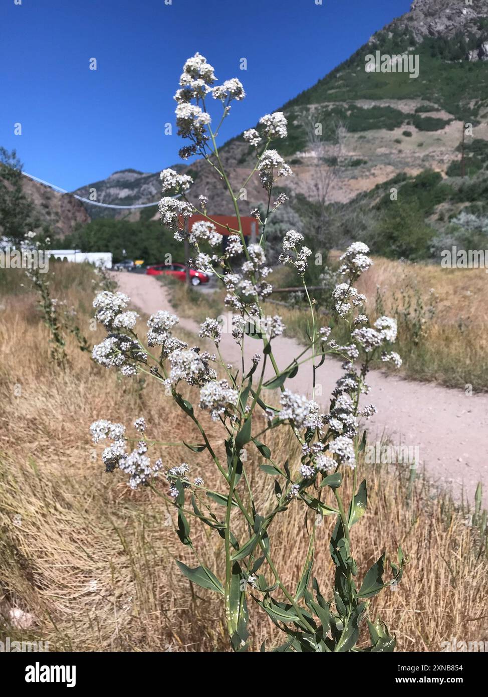 broadleaved pepperweed (Lepidium latifolium) Plantae Stock Photo - Alamy