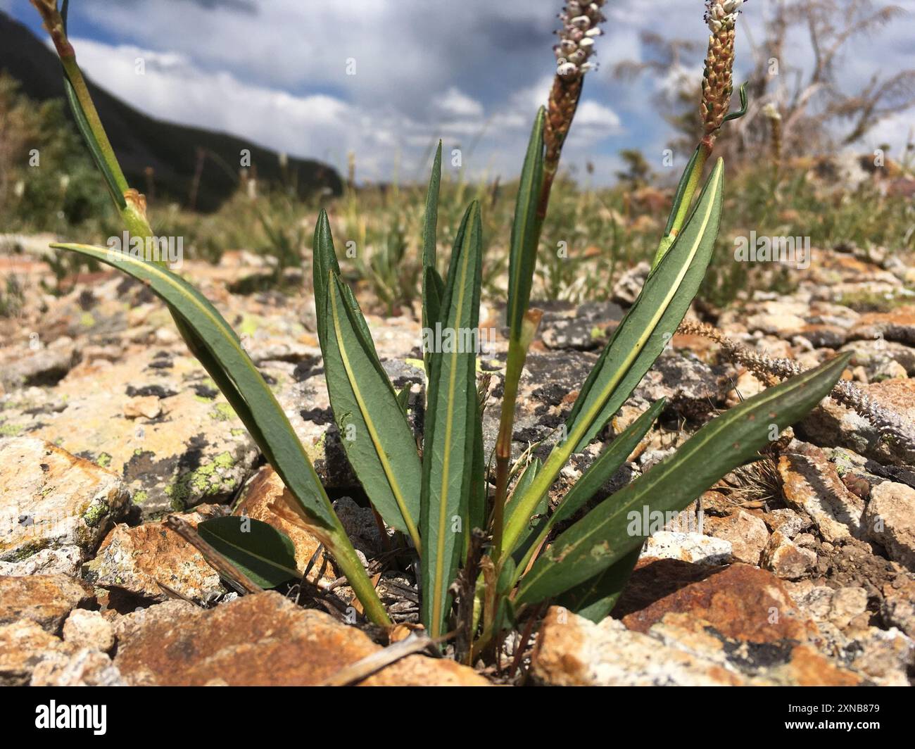 alpine bistort (Bistorta vivipara) Plantae Stock Photo - Alamy