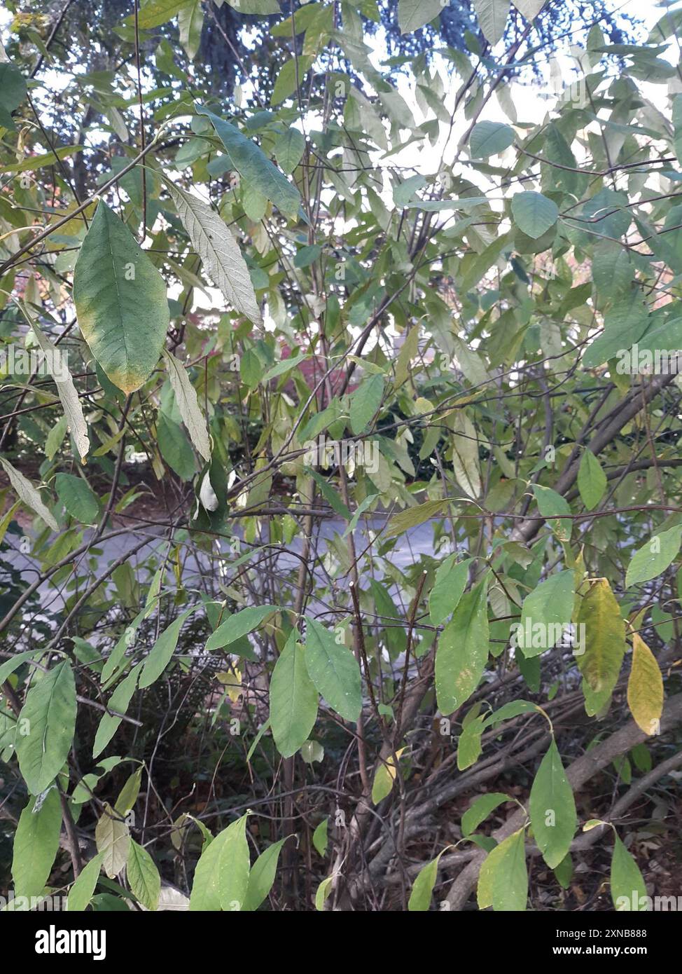 Osoberry (Oemleria cerasiformis) Plantae Stock Photo - Alamy