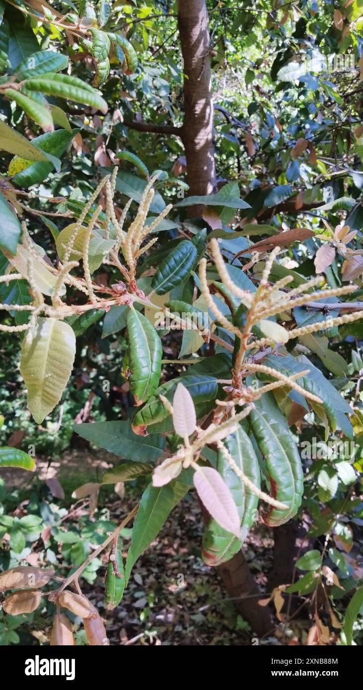 Tanoak (Notholithocarpus densiflorus) Plantae Stock Photo - Alamy