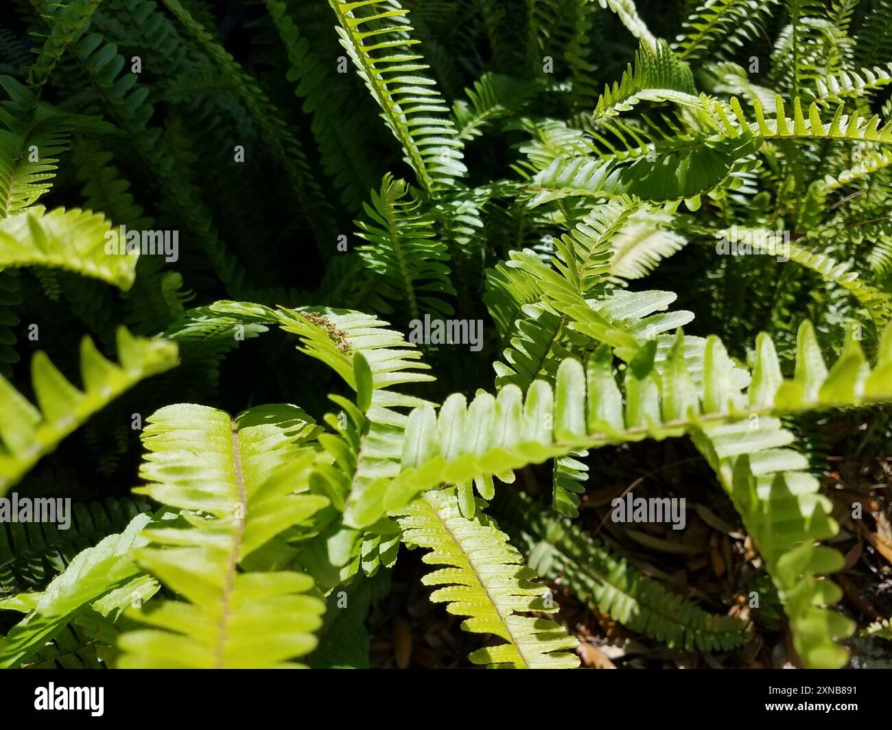 Fishbone Fern (Nephrolepis cordifolia) Plantae Stock Photo - Alamy
