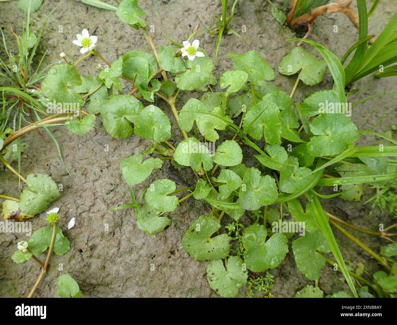 Floating Marsh-marigold (Caltha natans) Plantae Stock Photo - Alamy