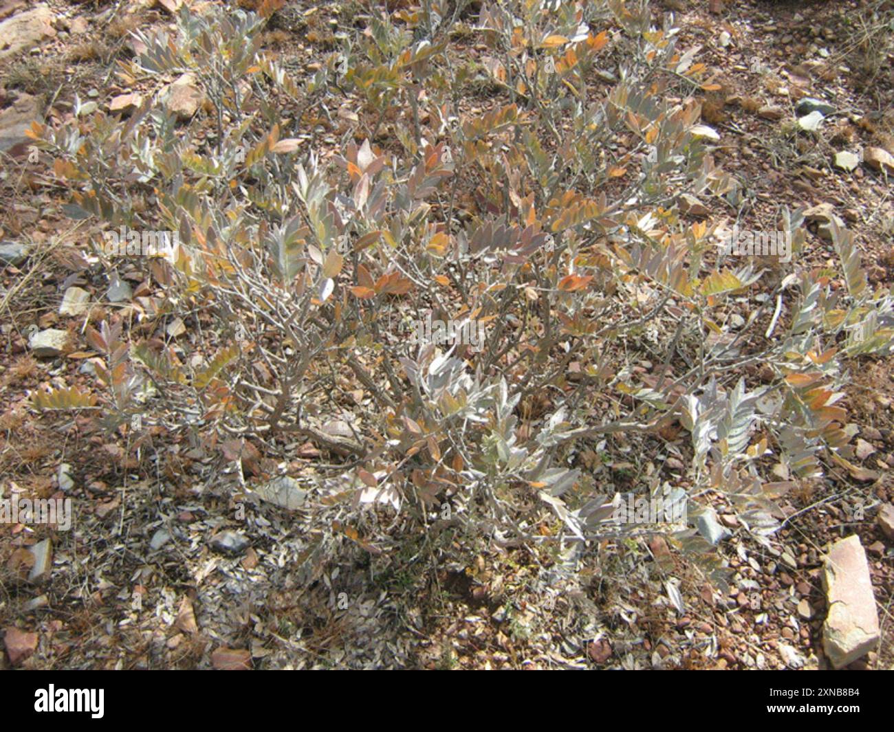 Cork Bush (Mundulea sericea) Plantae Stock Photo - Alamy