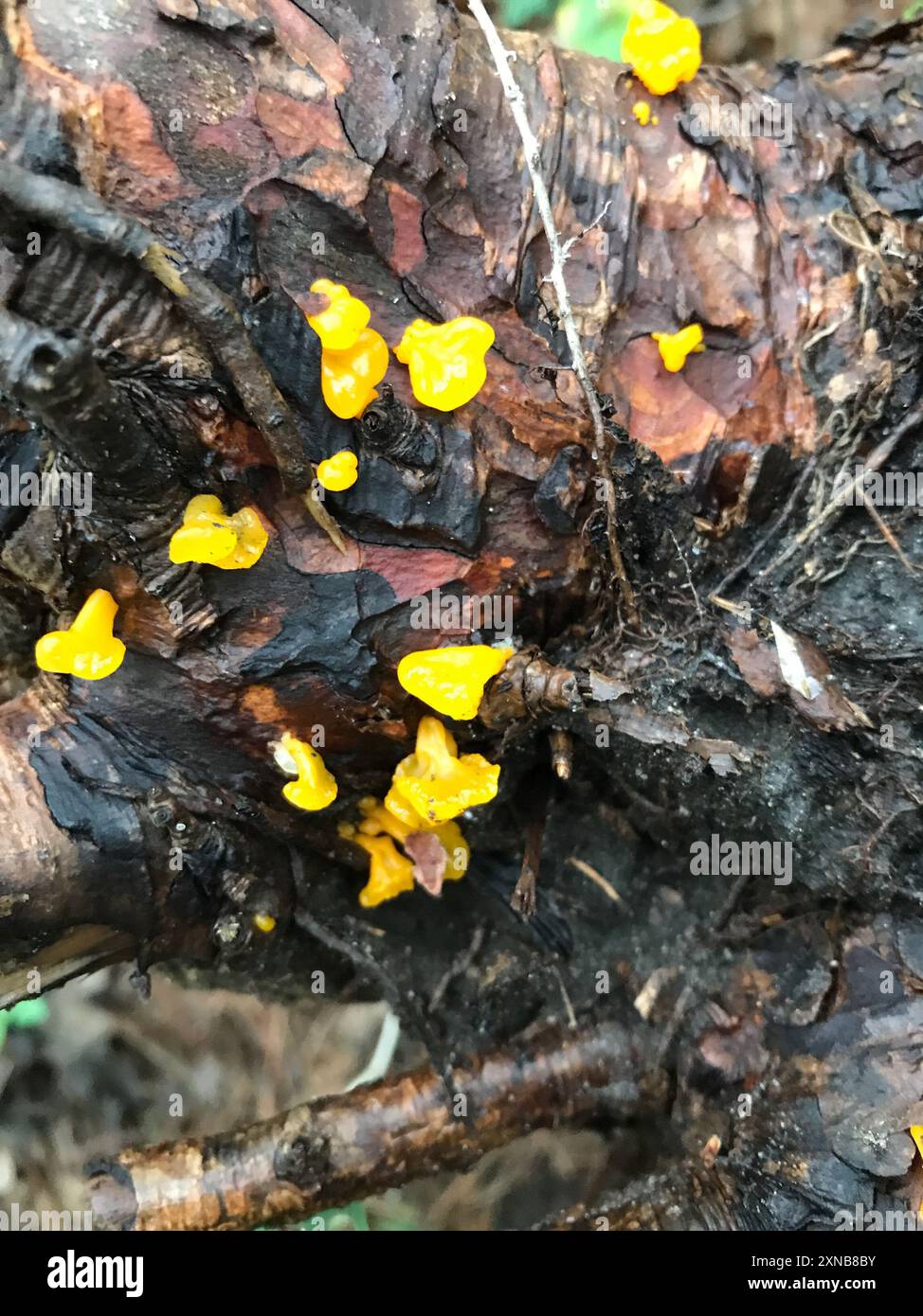 Orange Jelly Spot (Dacrymyces chrysospermus) Fungi Stock Photo - Alamy