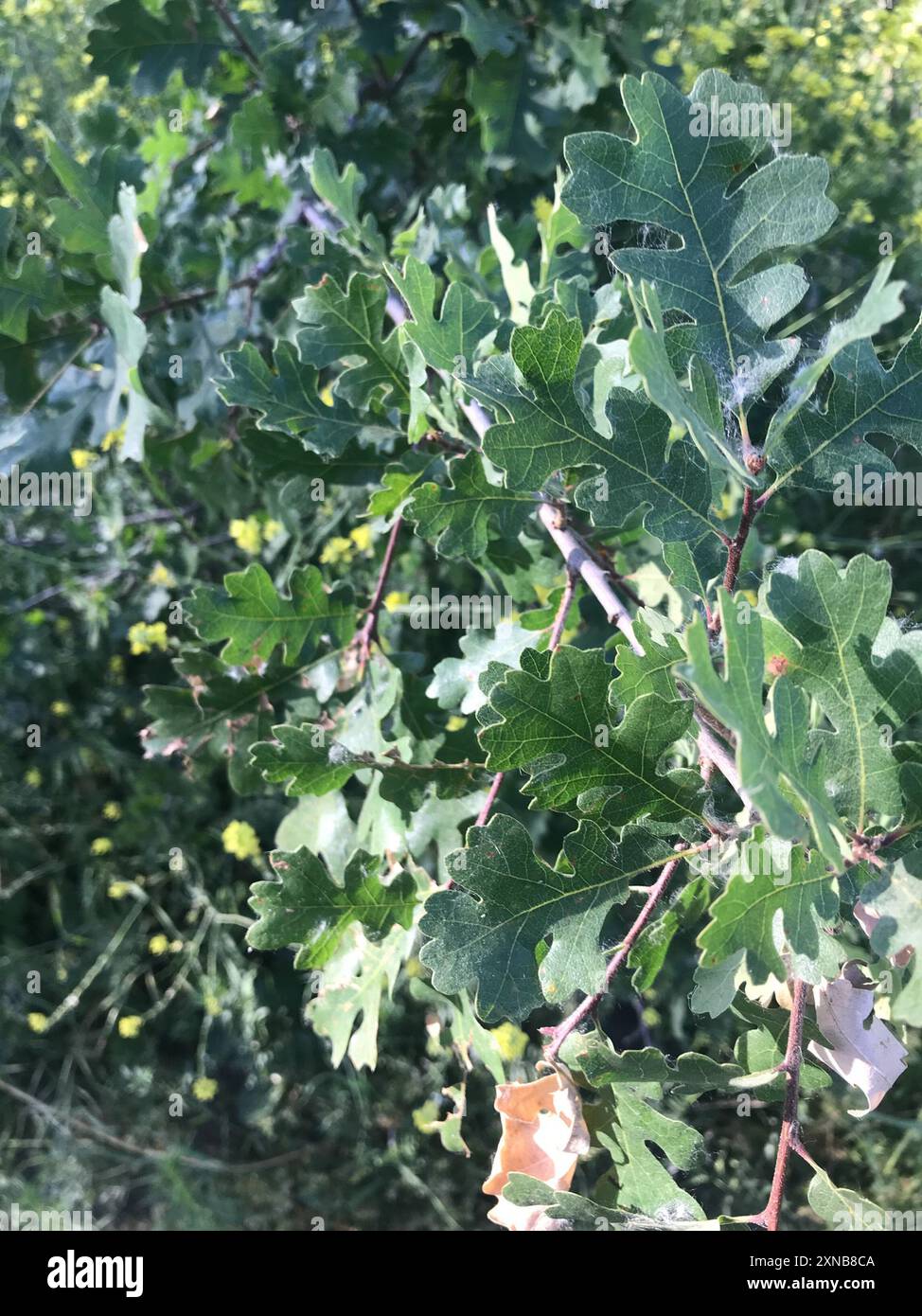 valley oak (Quercus lobata) Plantae Stock Photo - Alamy