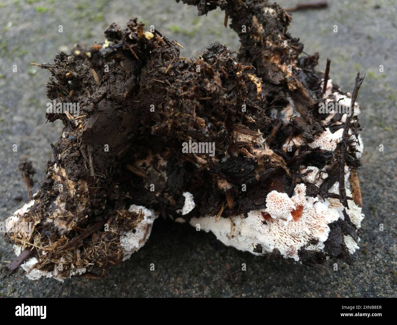 Blushing Rosette (Abortiporus biennis) Fungi Stock Photo - Alamy