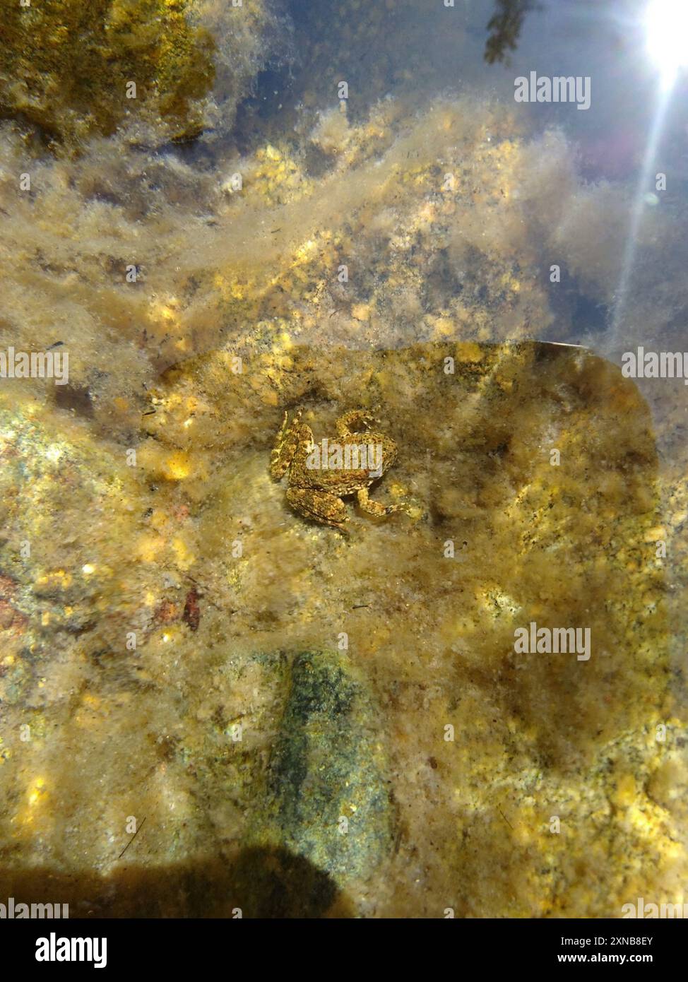 Foothill Yellow-legged Frog (Rana boylii) Amphibia Stock Photo - Alamy