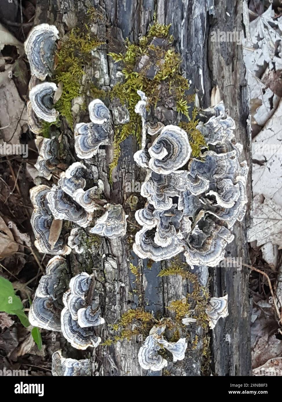 turkey-tail (Trametes versicolor) Fungi Stock Photo - Alamy