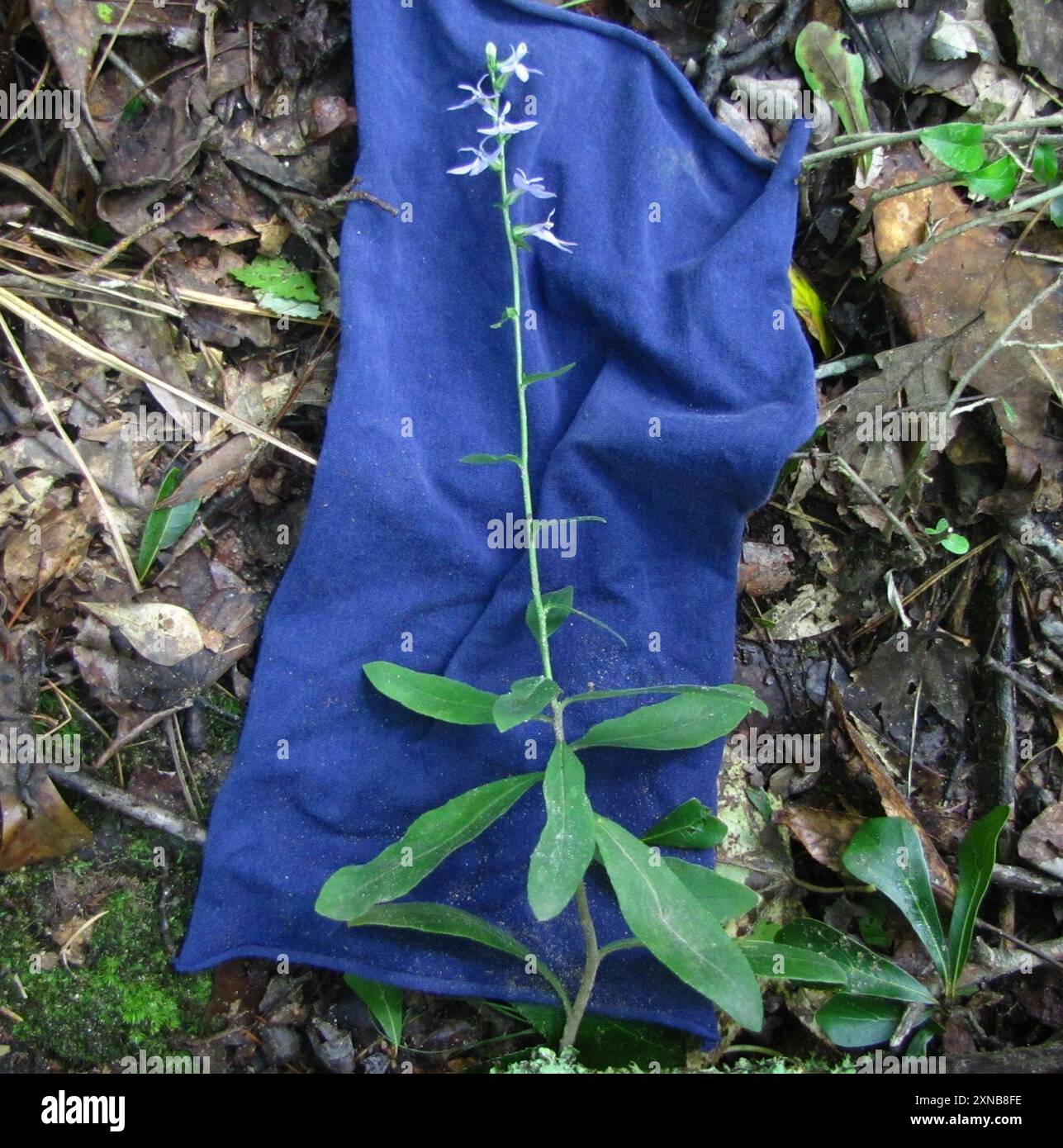 downy lobelia (Lobelia puberula) Plantae Stock Photo - Alamy