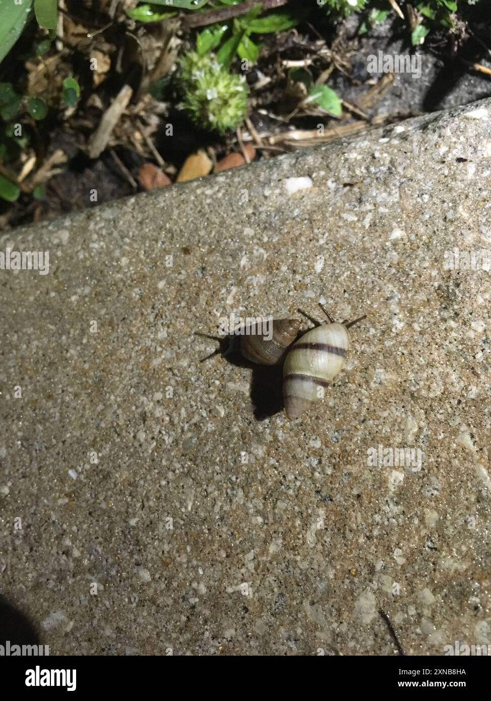 West Indian Bulimulus (Bulimulus guadalupensis) Mollusca Stock Photo ...