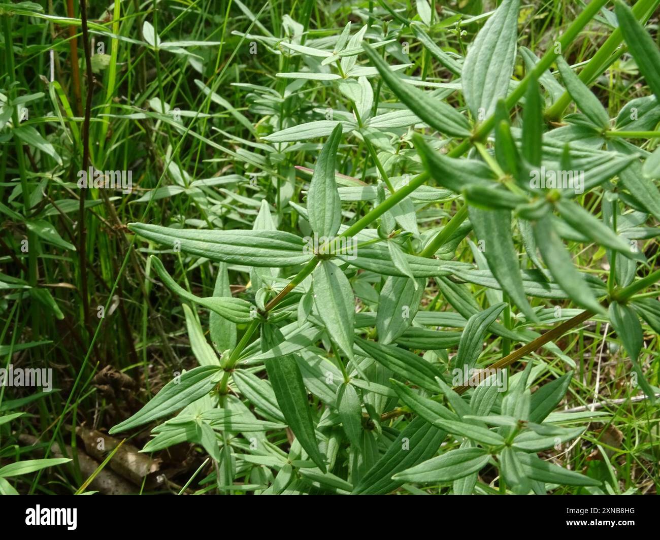 Northern Bedstraw (Galium boreale) Plantae Stock Photo - Alamy