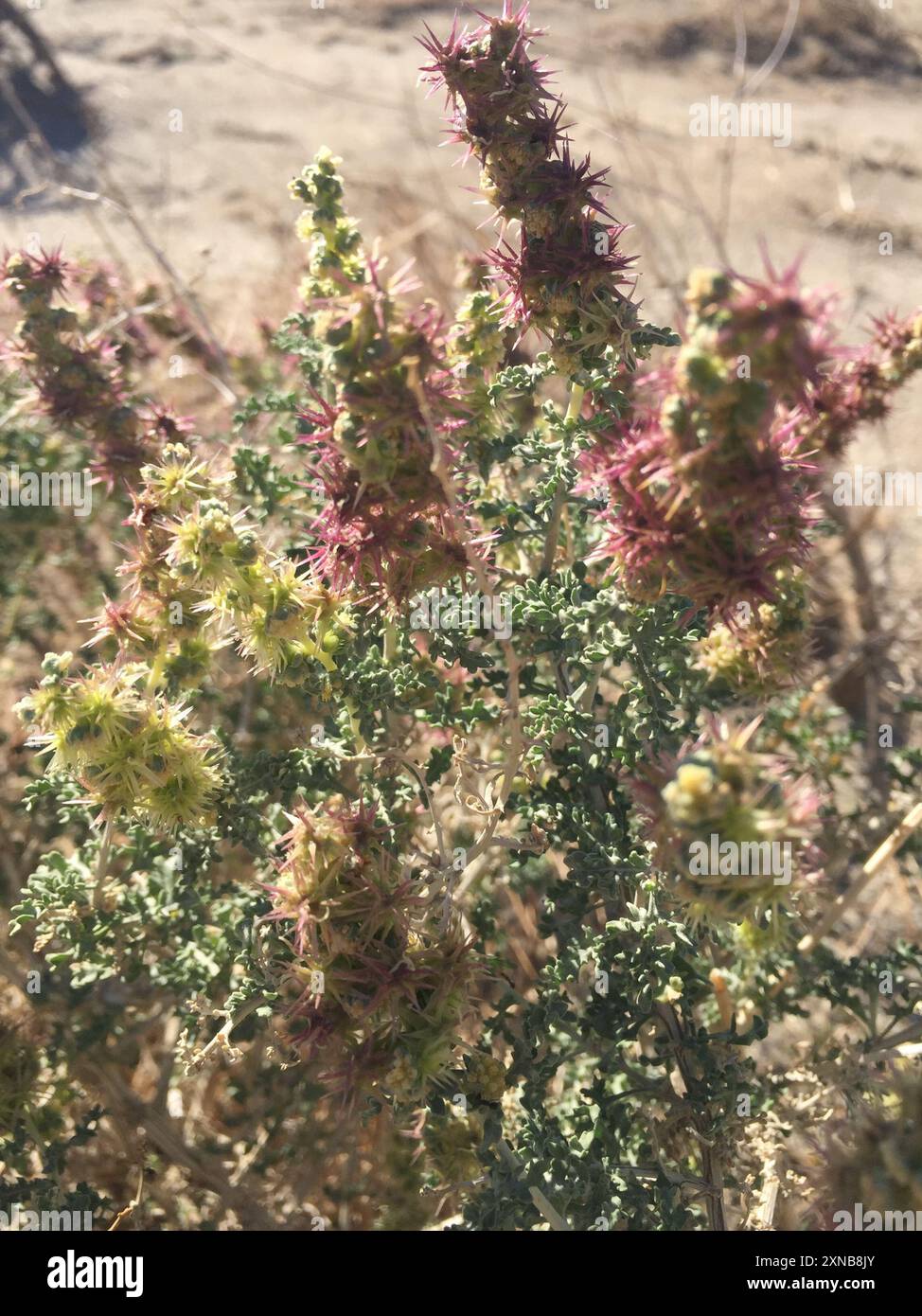 Burrobush (Ambrosia dumosa) Plantae Stock Photo - Alamy