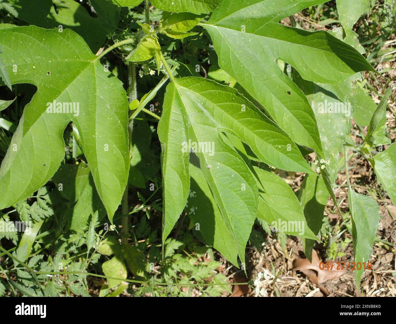 giant ragweed (Ambrosia trifida) Plantae Stock Photo - Alamy