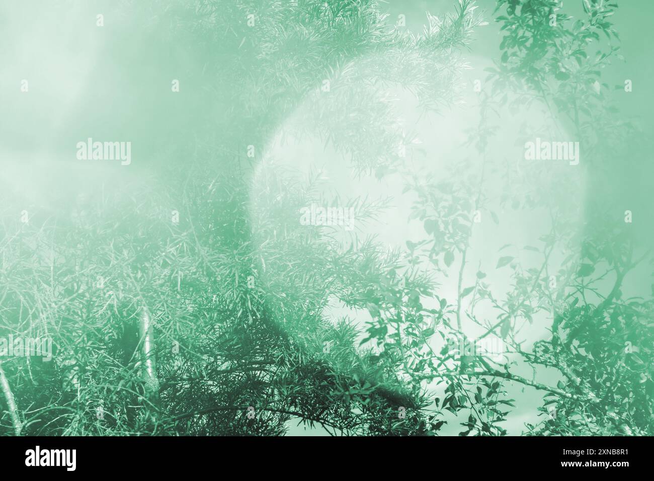 Branches with leaves in highlights, haze and other lighting effects ...