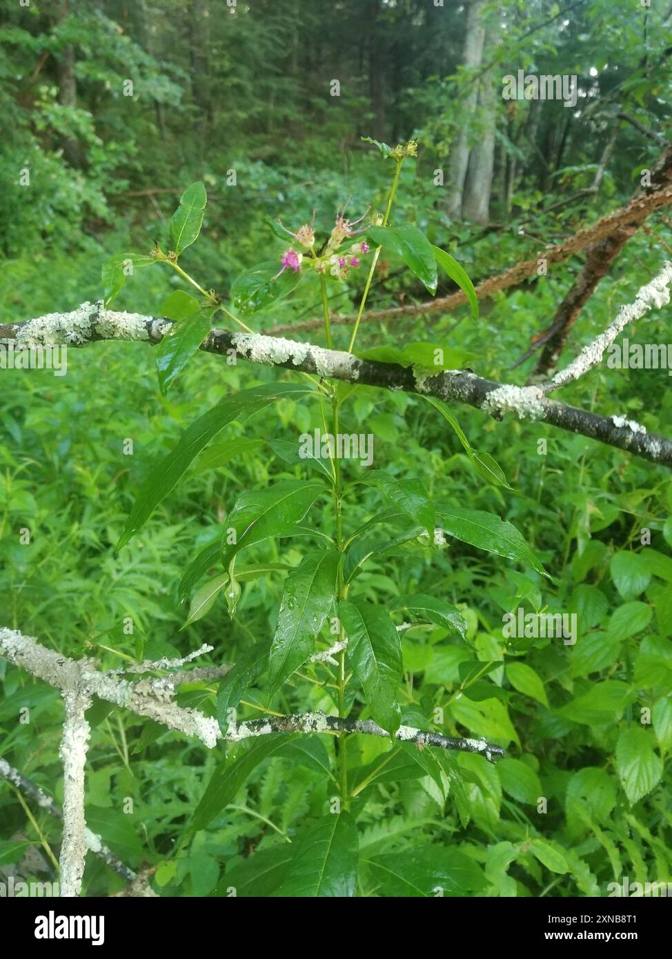 swamp loosestrife (Decodon verticillatus) Plantae Stock Photo - Alamy