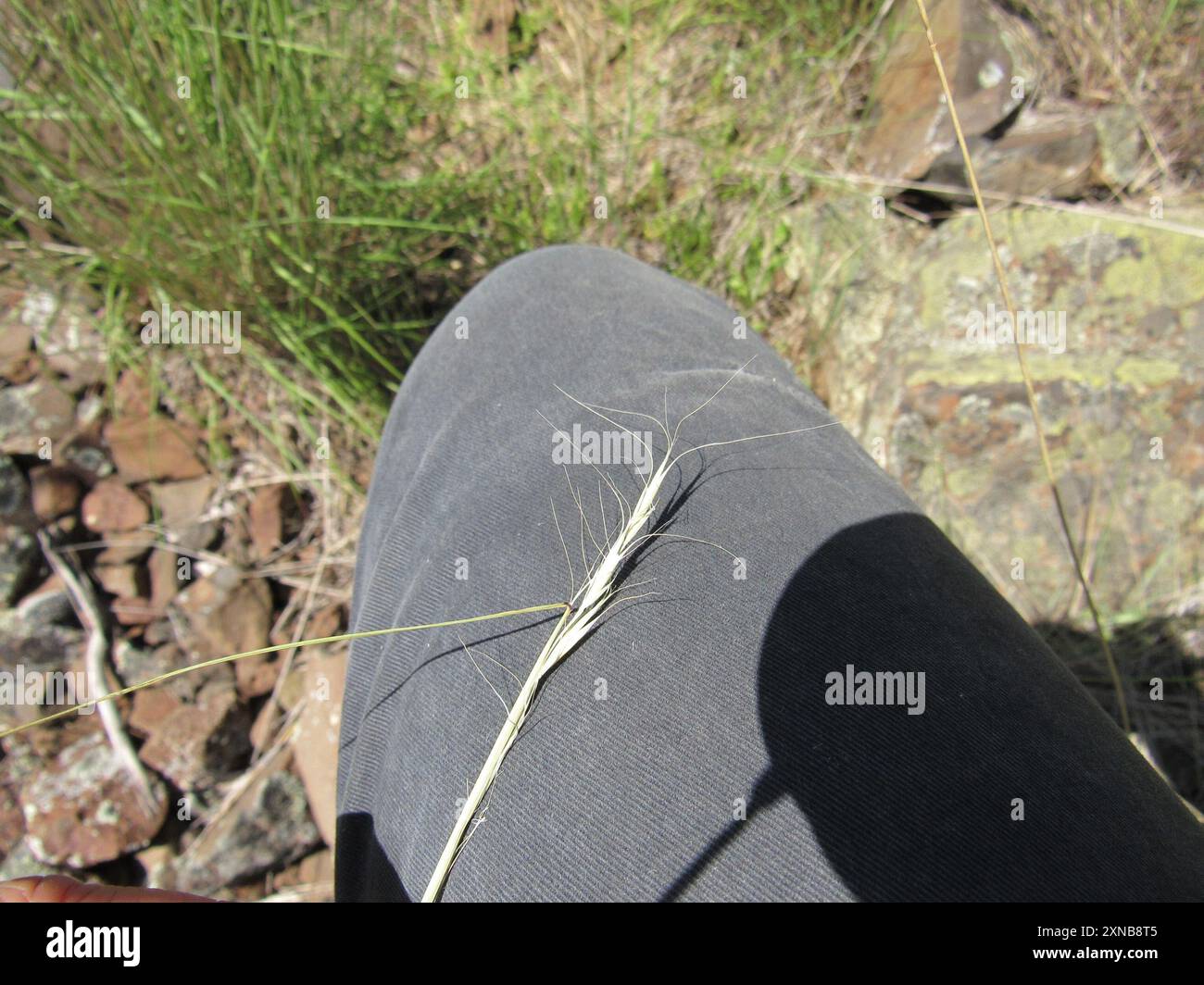 Bluebunch Wheatgrass (Pseudoroegneria spicata) Plantae Stock Photo - Alamy