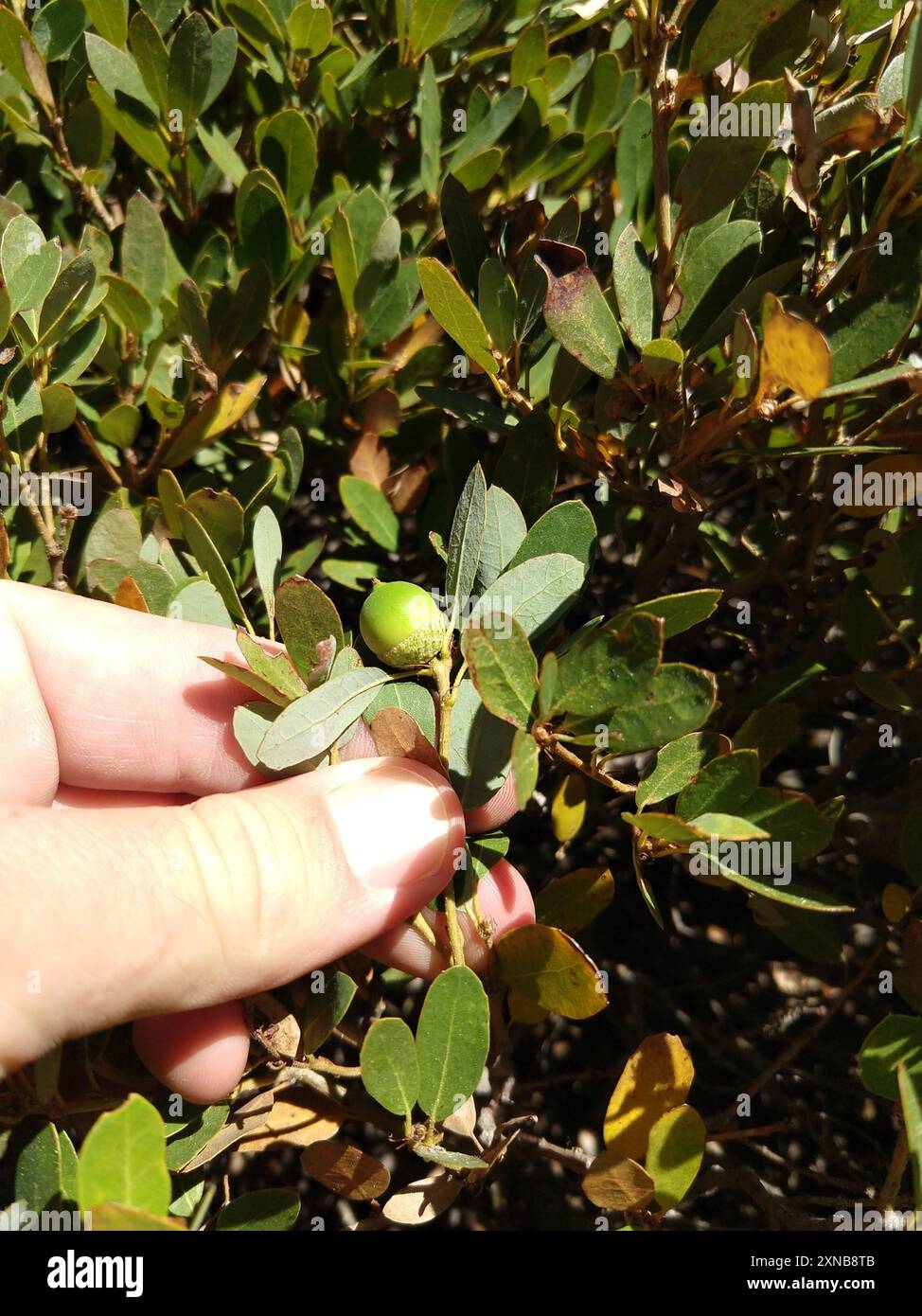 huckleberry oak (Quercus vacciniifolia) Plantae Stock Photo - Alamy