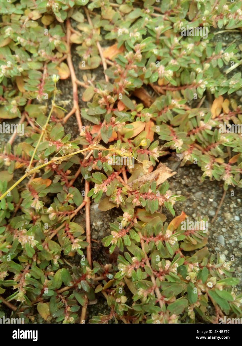 Spotted spurge (Euphorbia maculata) Plantae Stock Photo - Alamy