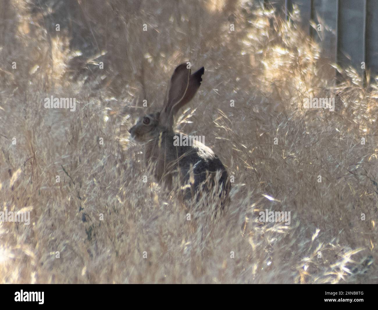 Black-tailed Jackrabbit (Lepus californicus) Mammalia Stock Photo - Alamy