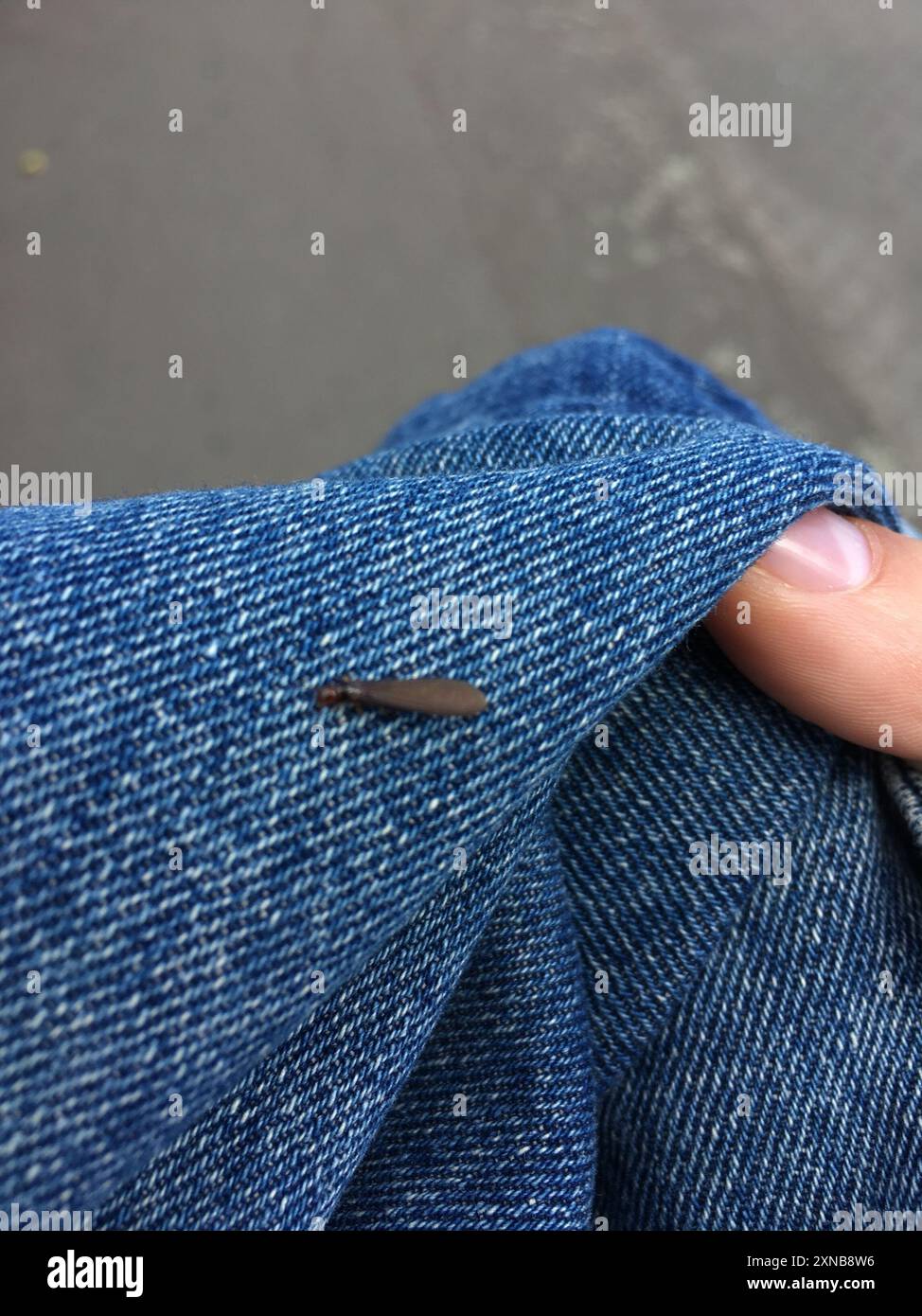 New Zealand Drywood Termite (Kalotermes brouni) Insecta Stock Photo - Alamy