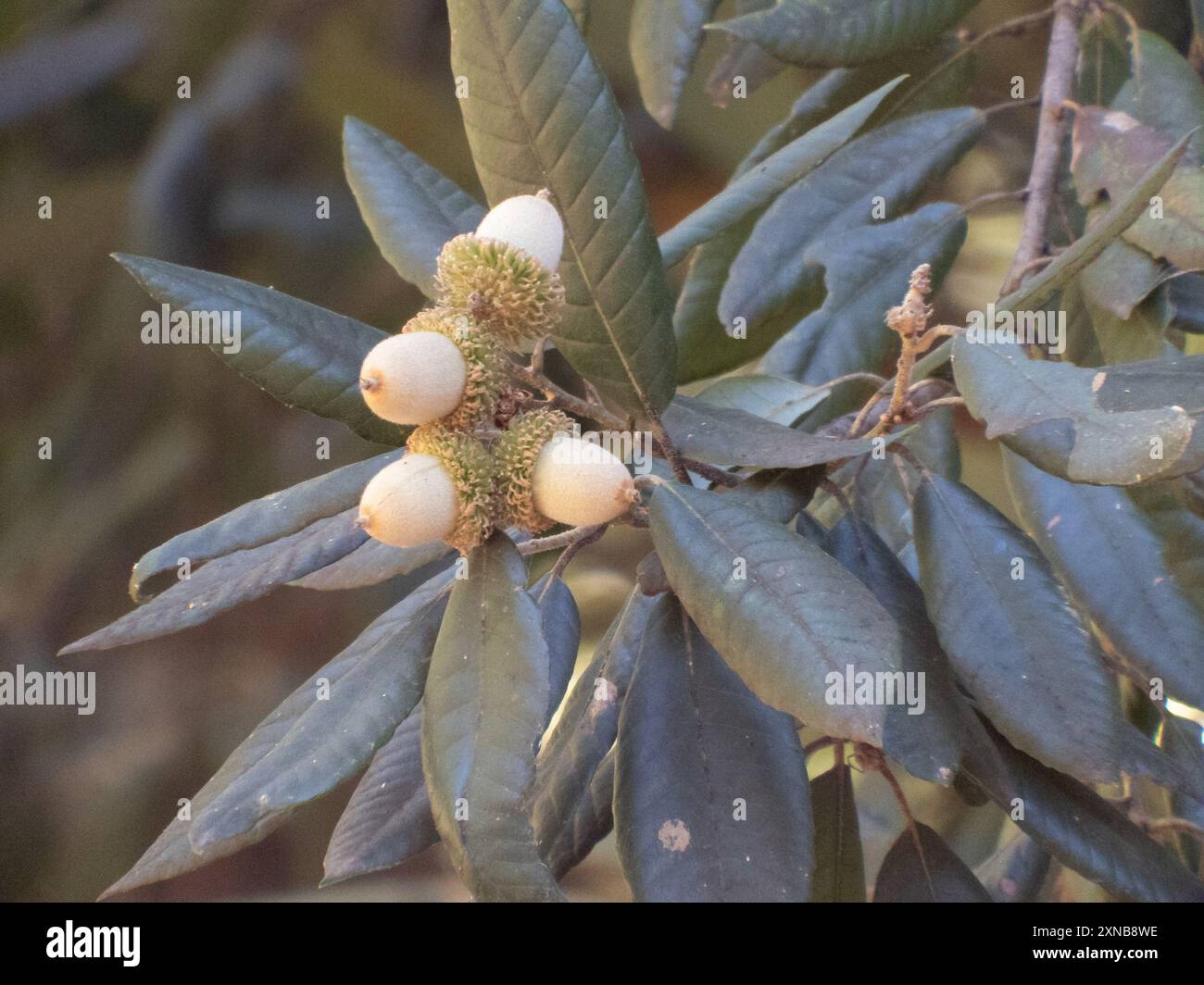 Tanoak (Notholithocarpus densiflorus) Plantae Stock Photo - Alamy