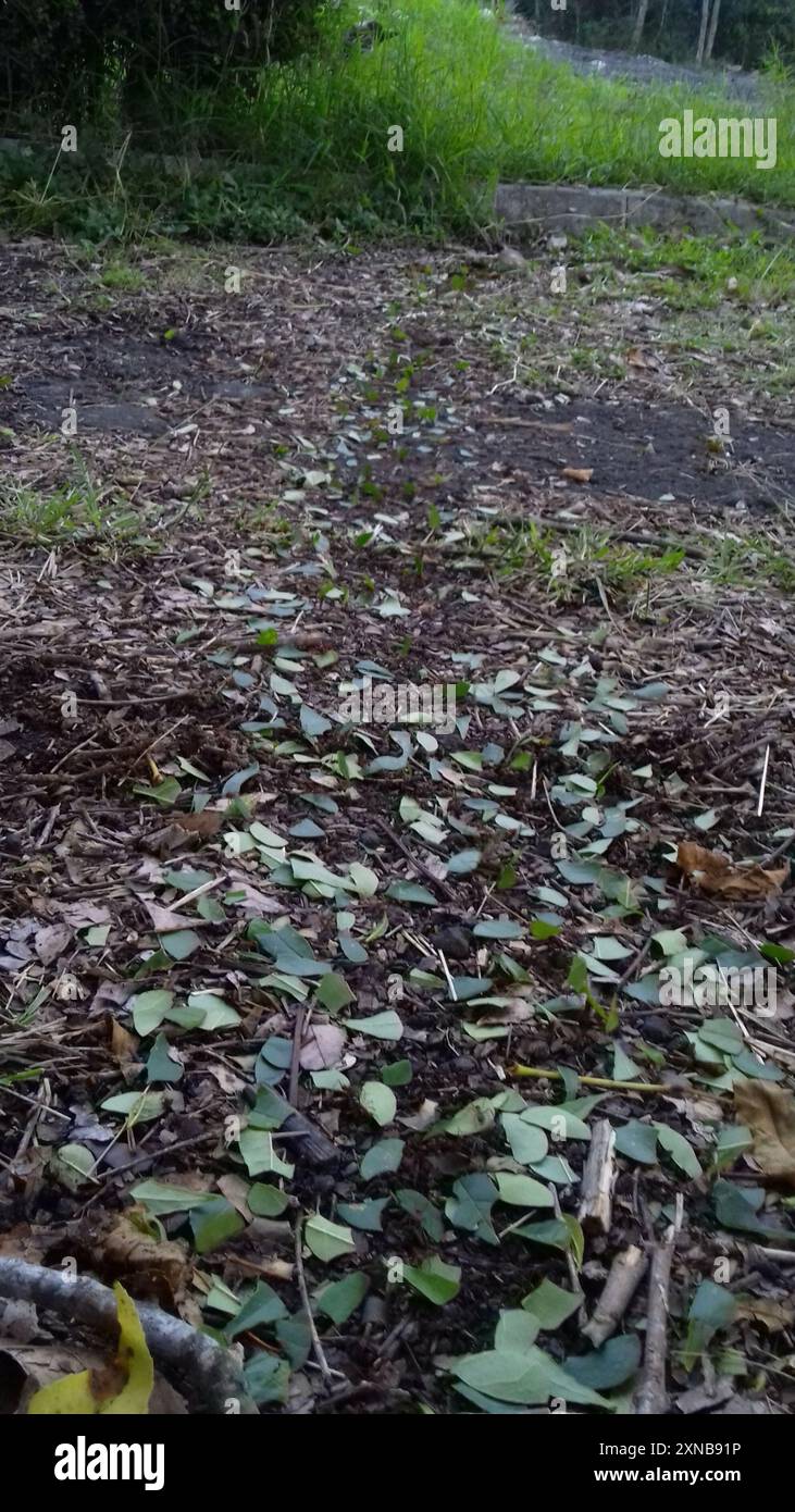 Chicatana Leafcutter Ant (Atta mexicana) Insecta Stock Photo - Alamy