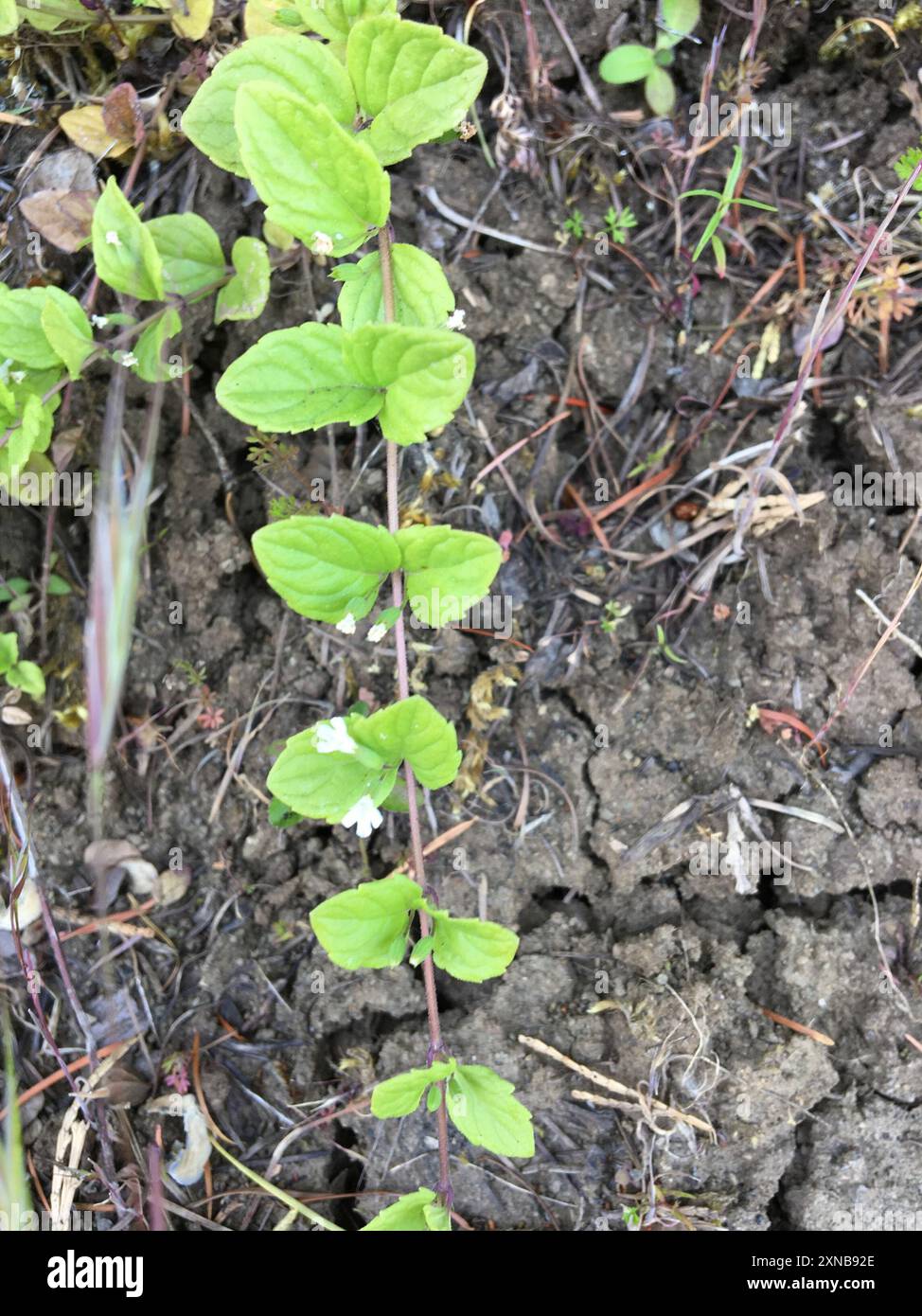 yerba buena (Clinopodium douglasii) Plantae Stock Photo - Alamy