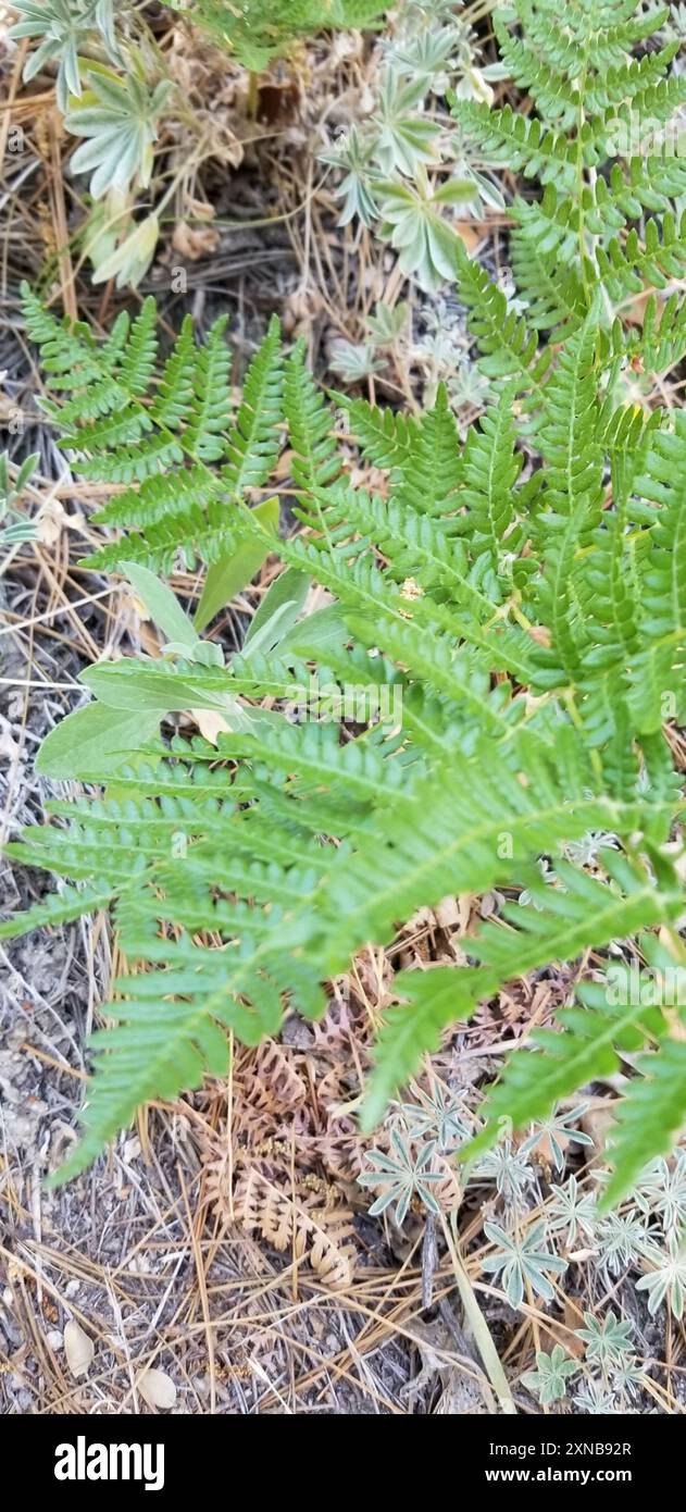 common bracken (Pteridium aquilinum) Plantae Stock Photo - Alamy